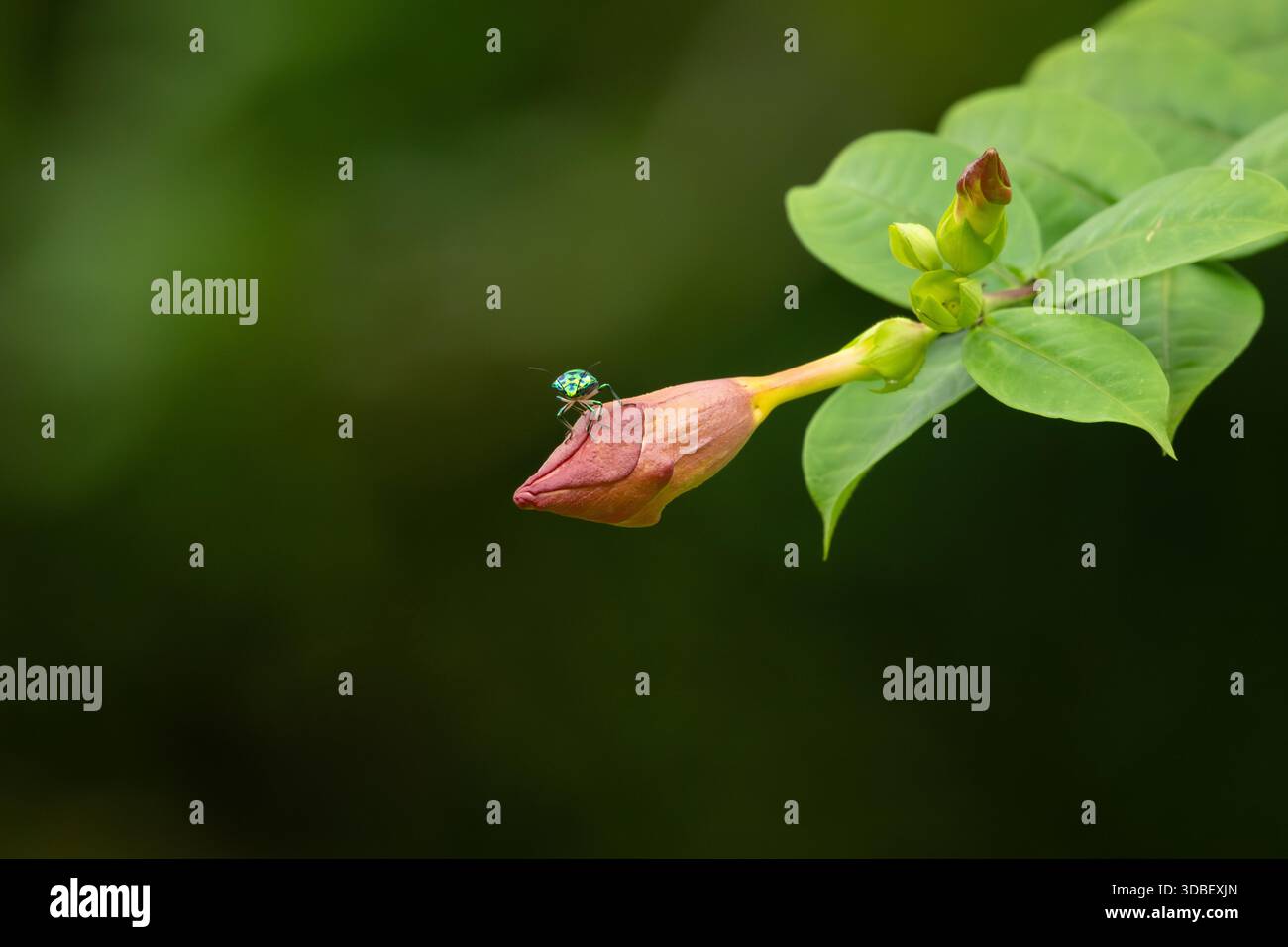Calliphara excellens hi-res stock photography and images - Alamy