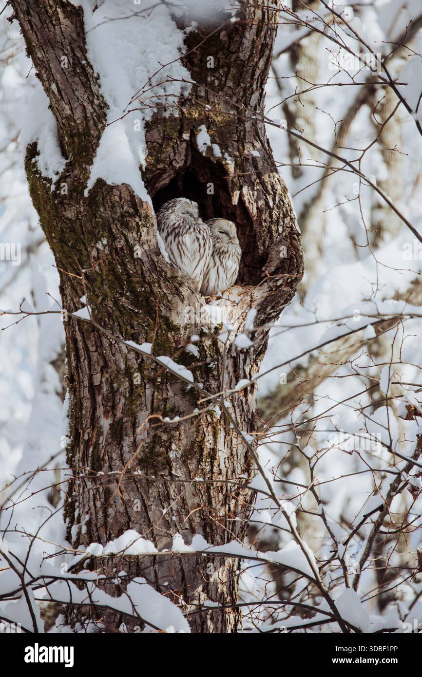 Pair of Ural owls (Strix uralensis) roosting together inside a tree ...