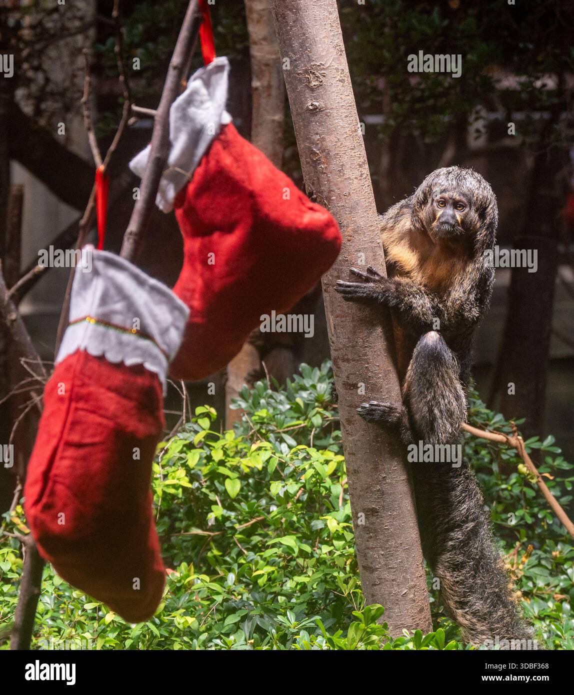 Saki monkeys with christmas stockings filled with festive treats, as ...