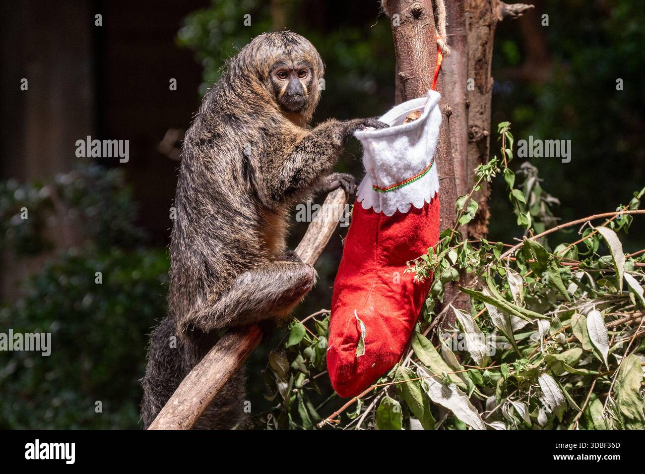 Saki monkeys with christmas stockings filled with festive treats, as ...