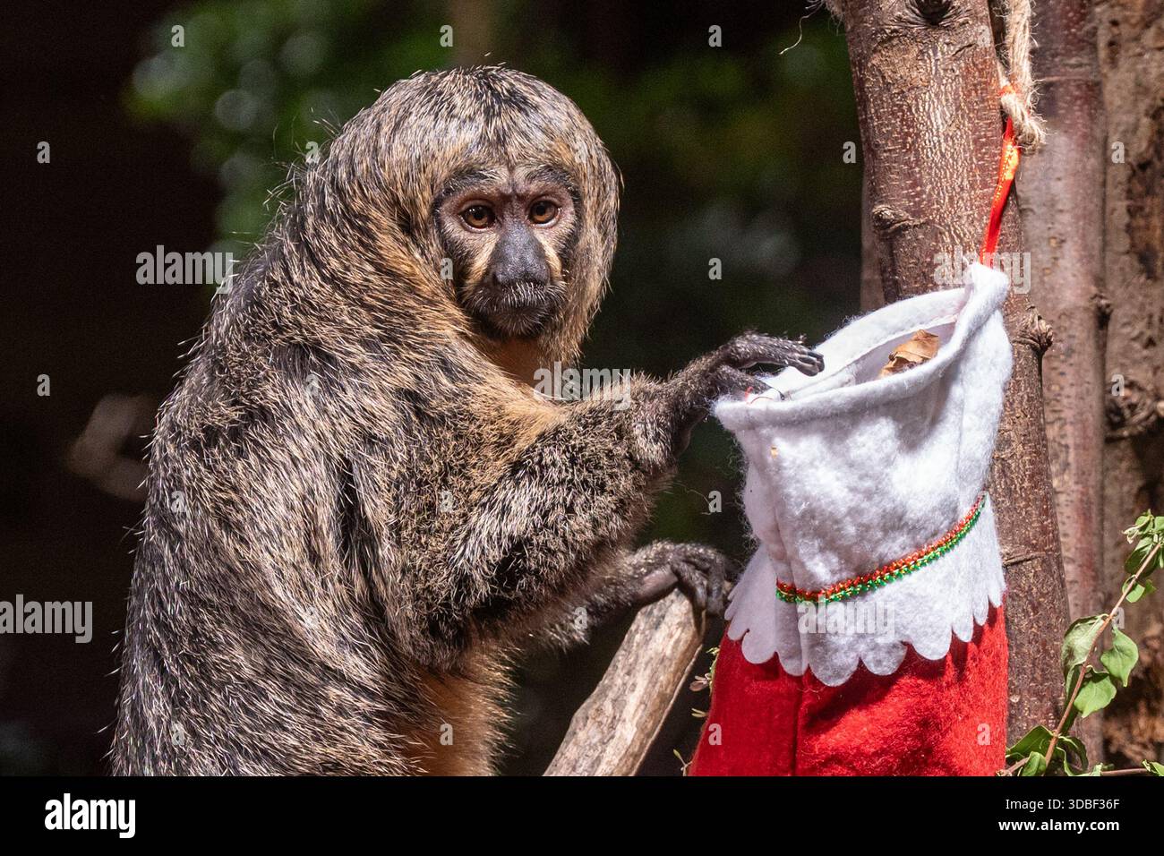 Saki monkeys with christmas stockings filled with festive treats, as ...