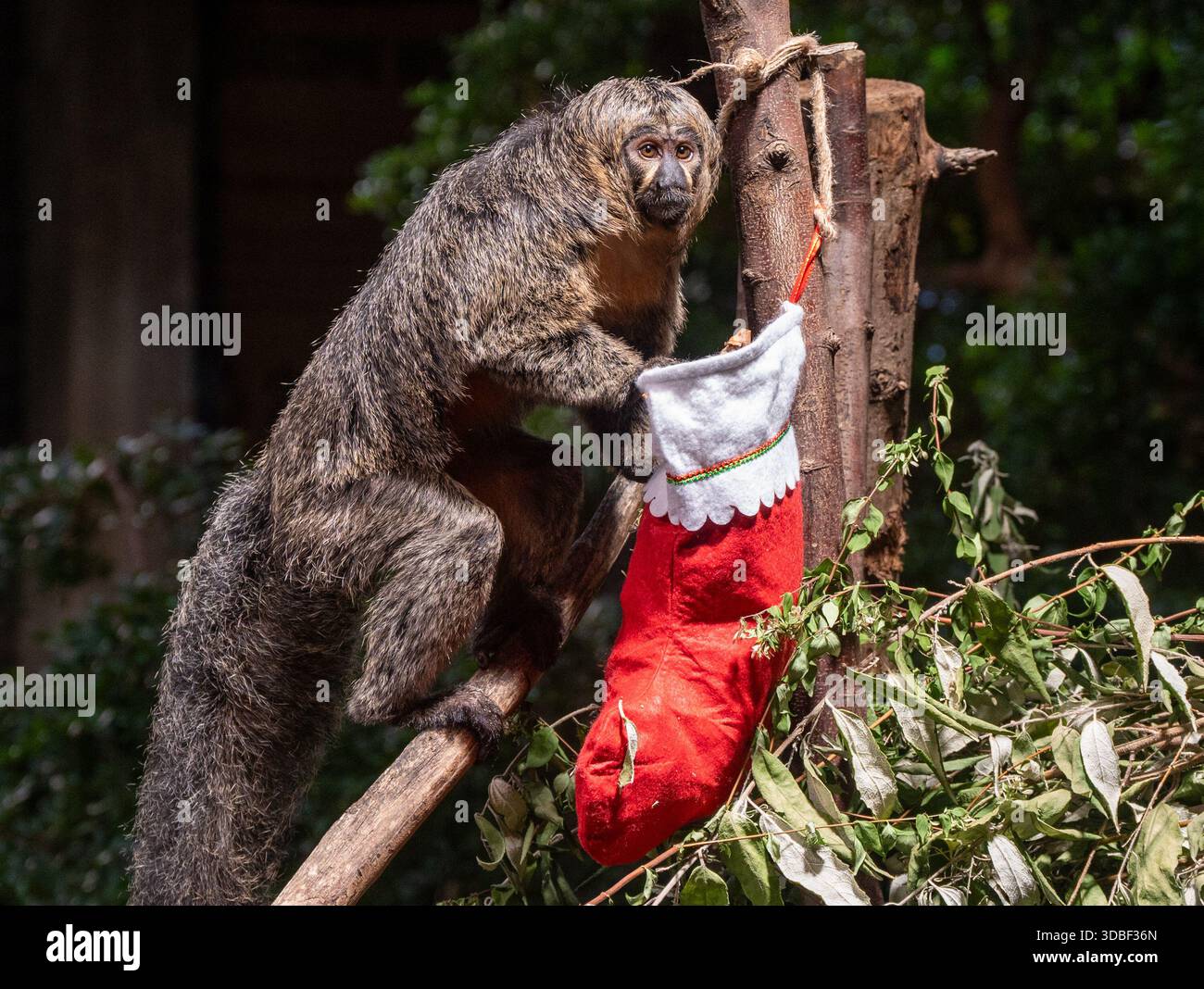 Saki monkeys with christmas stockings filled with festive treats, as ...