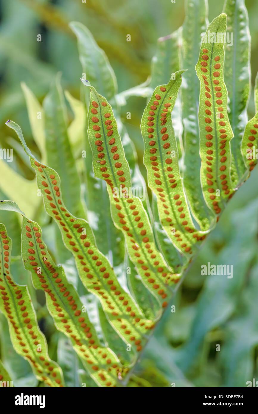 Close-up view of the fronds and the sorus of the blue rabbit's foot ...