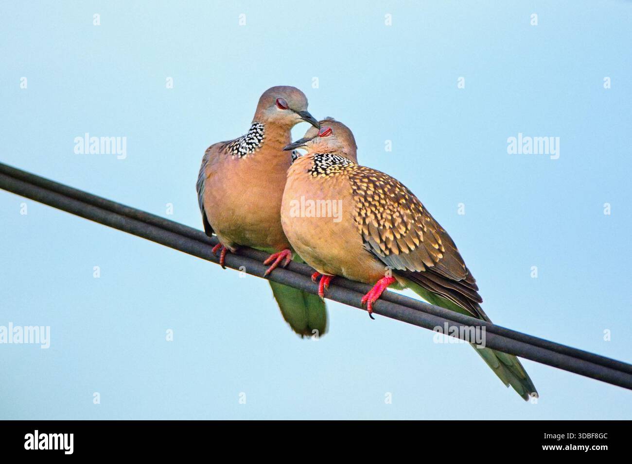The spotted dove or eastern spotted doves (Spilopelia chinensis ...