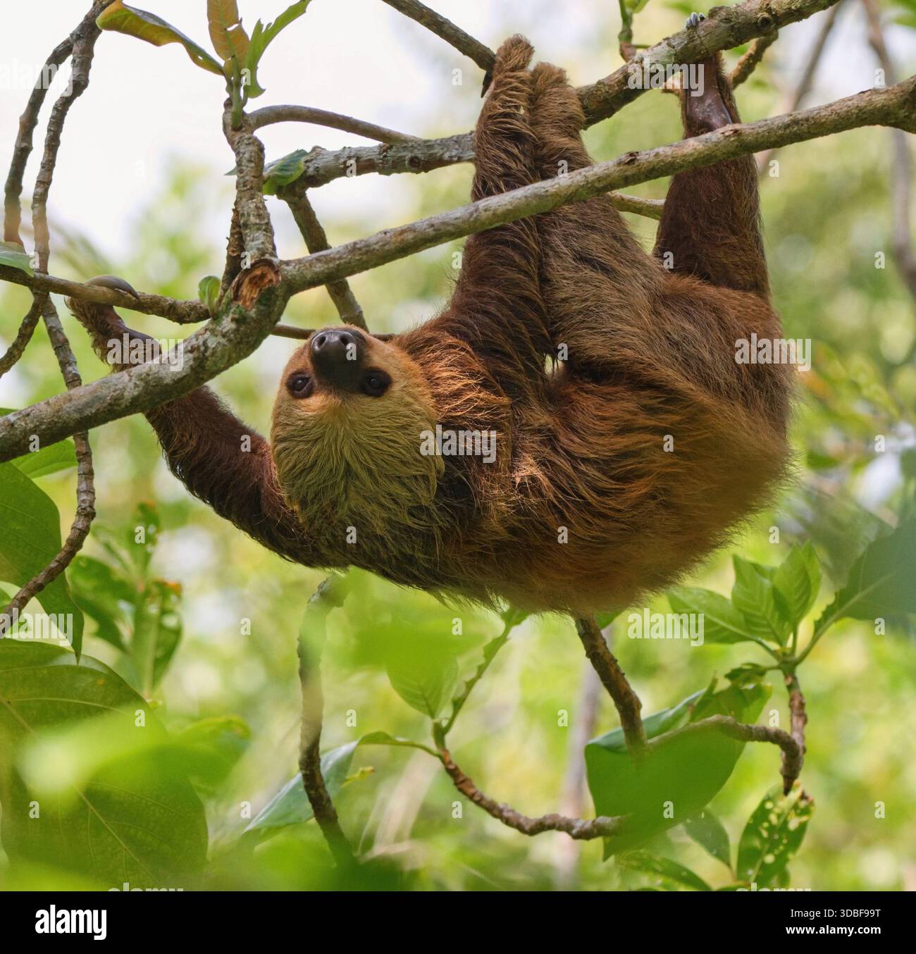 The Hoffmann's two-toed sloth (Choloepus hoffmanni), also known as the ...