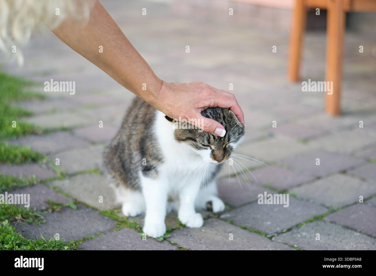Woman tenderly caressing cat hi-res stock photography and images - Alamy