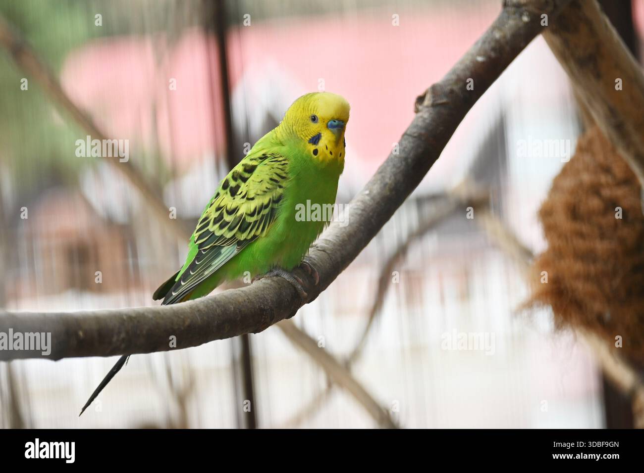 Budgerigars ( Common pet parakeets ). Pet birds native to Australia ...