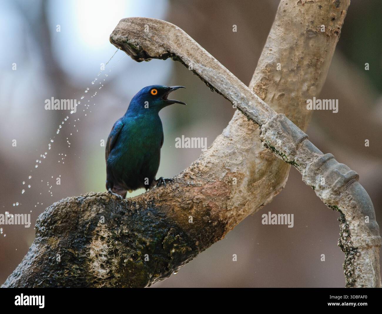 The Cape starling (Lamprotornis nitens) enjoing a bath in the water ...