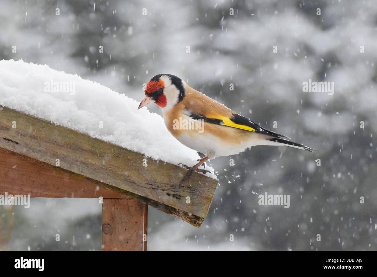 Beautiful winter scenery with European Finch birds in the bird house ...