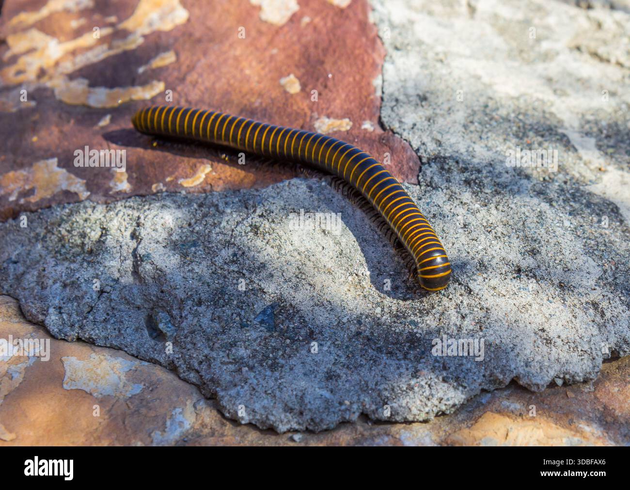 yellow-banded millipede (Anadenobolus monilicornis) on the chinese wall ...