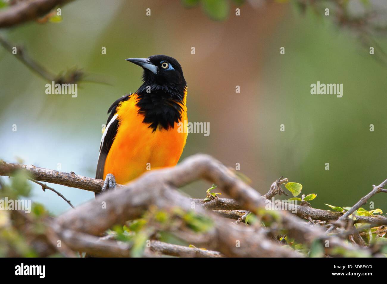 The Venezuelan troupial (Icterus icterus) is the national bird of ...
