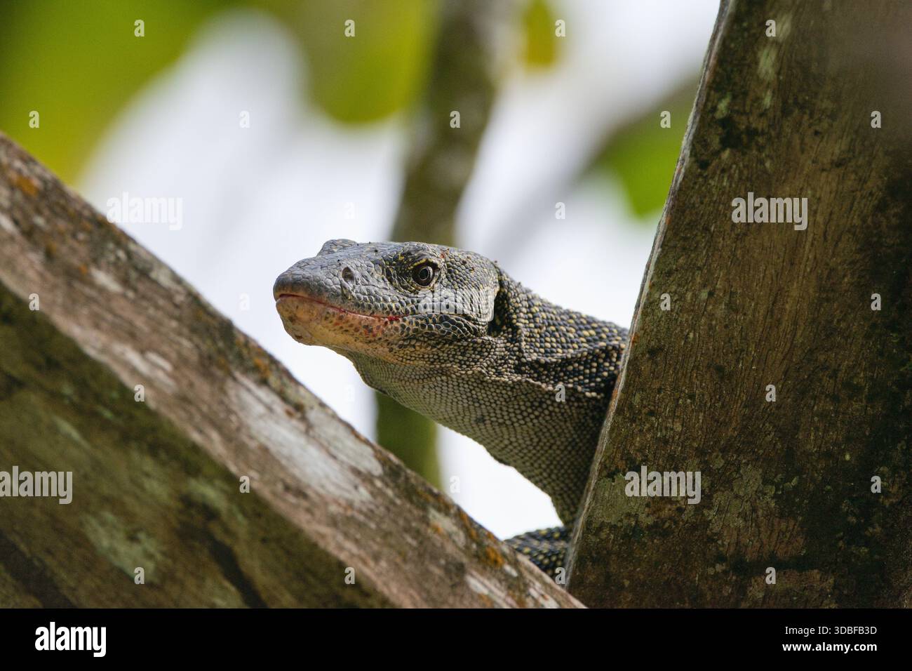 Mangrove monitor or Western Pacific Monitor Lizard. ( Varanus indicus ...