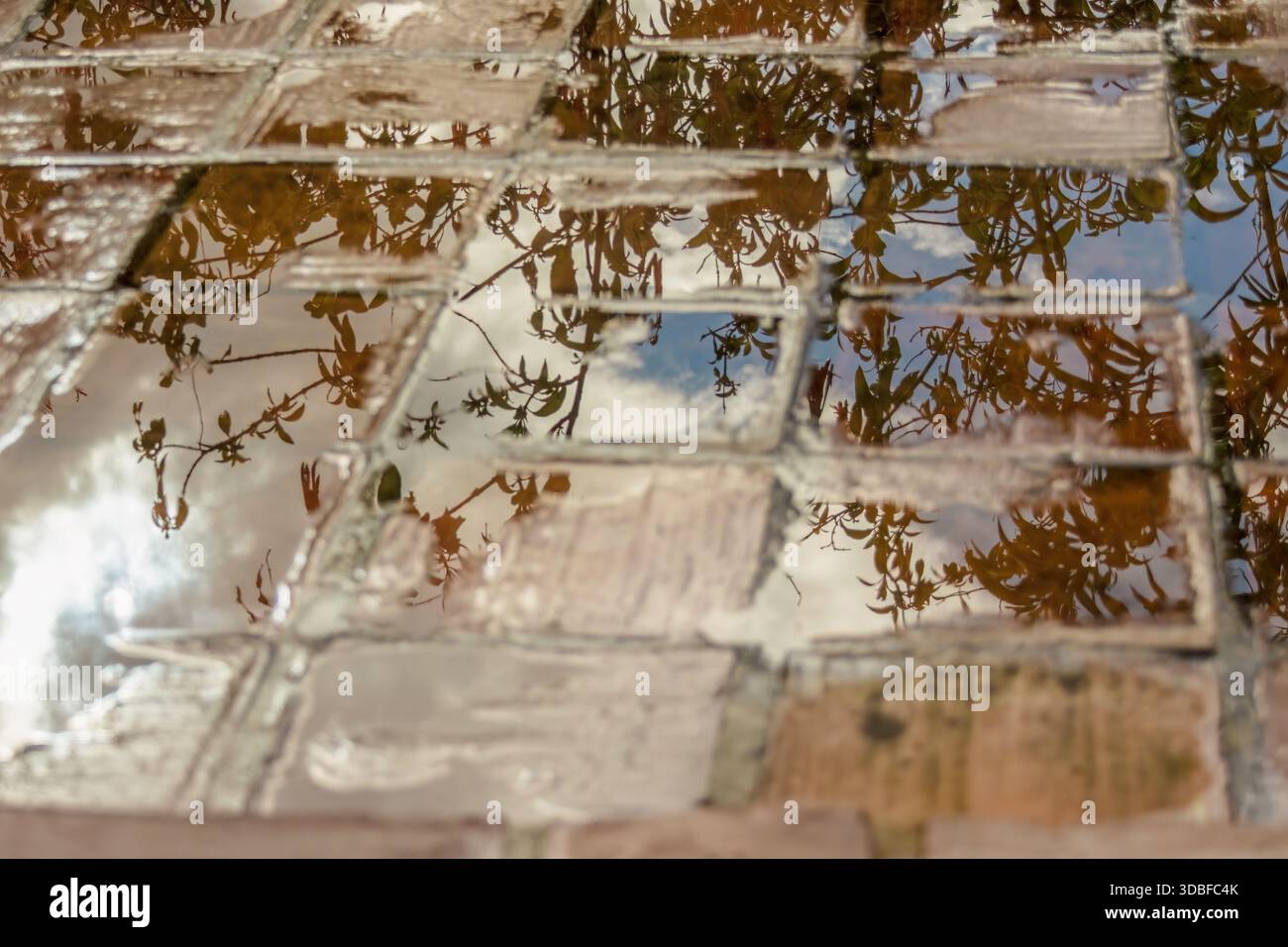 The sky and the foliage reflected on a rain puddle over a clay tile ...