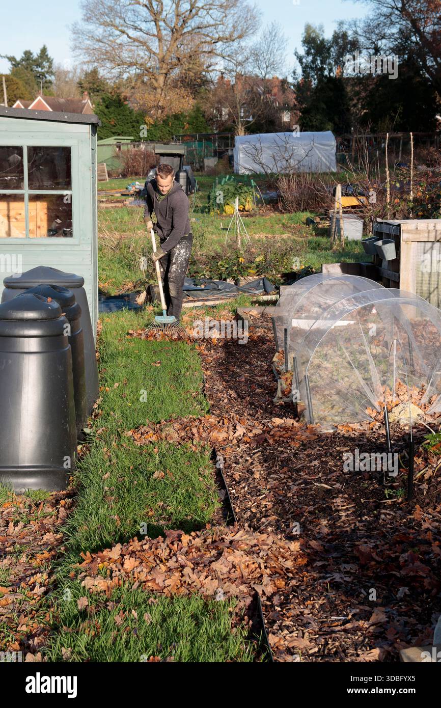 Allotment image shed water butts man raking leaves hi-res stock ...