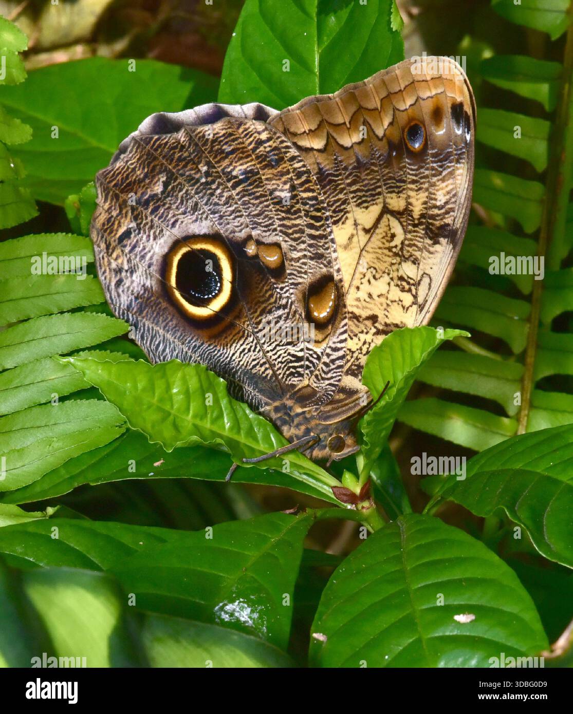 Geographic subspecies hi-res stock photography and images - Alamy