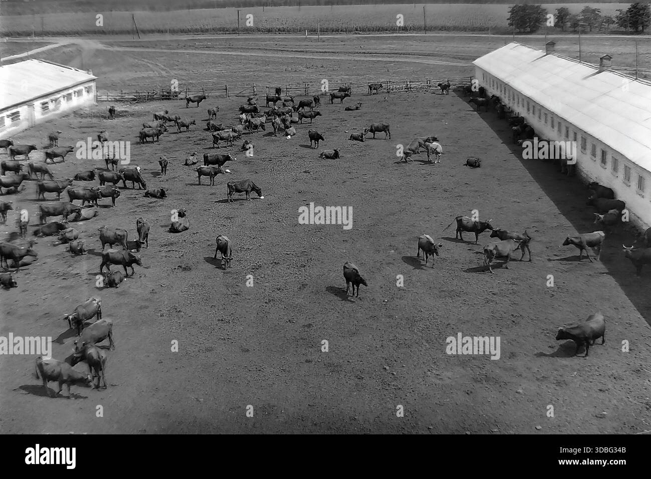 1960s cows in field cows hi-res stock photography and images - Alamy
