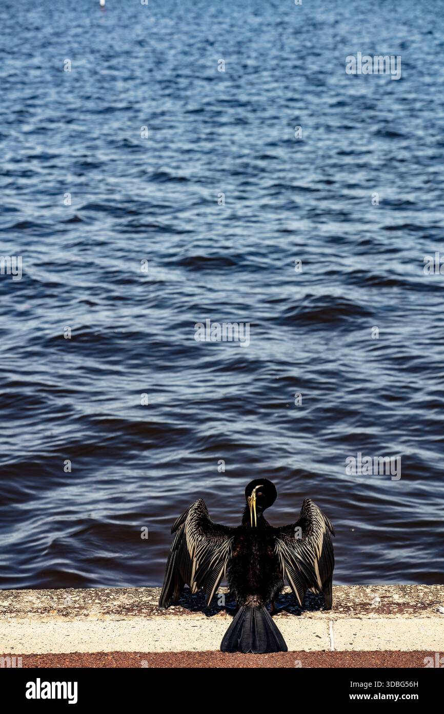 Australian smelt retropinna semoni hi-res stock photography and images ...