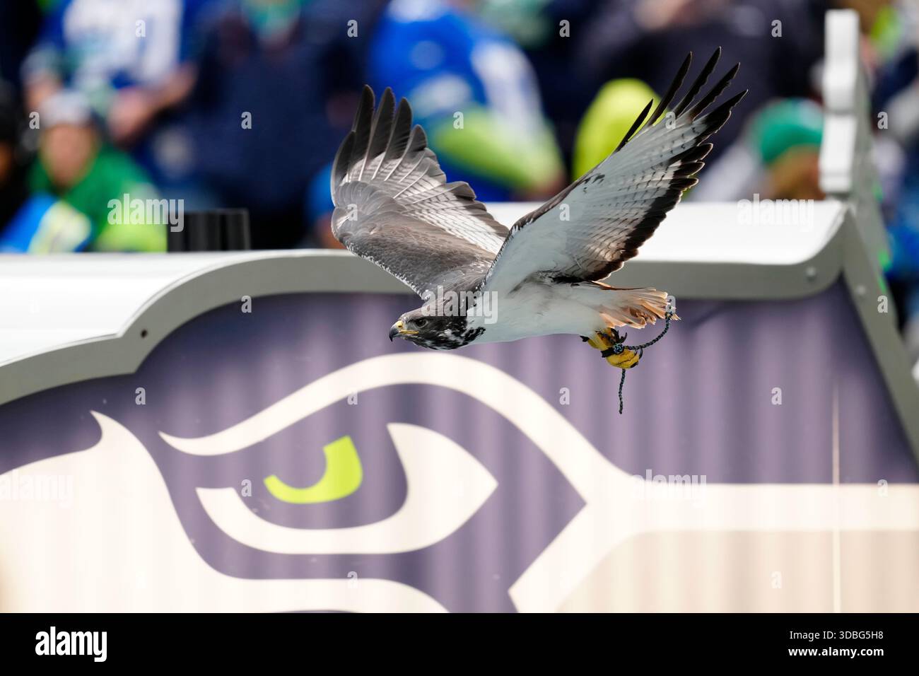 Seattle Seahawks live mascot Taima the Hawk flies out onto the field ...