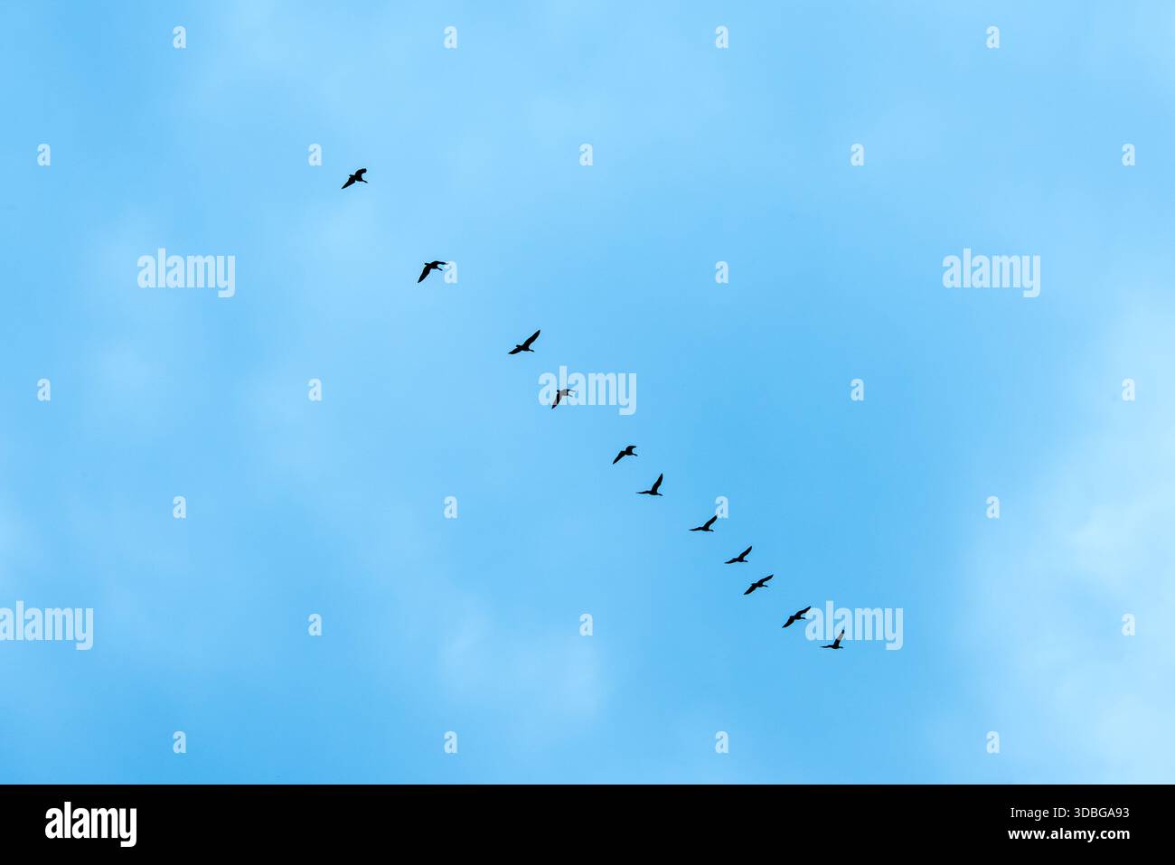 Animal migration patterns hi-res stock photography and images - Alamy