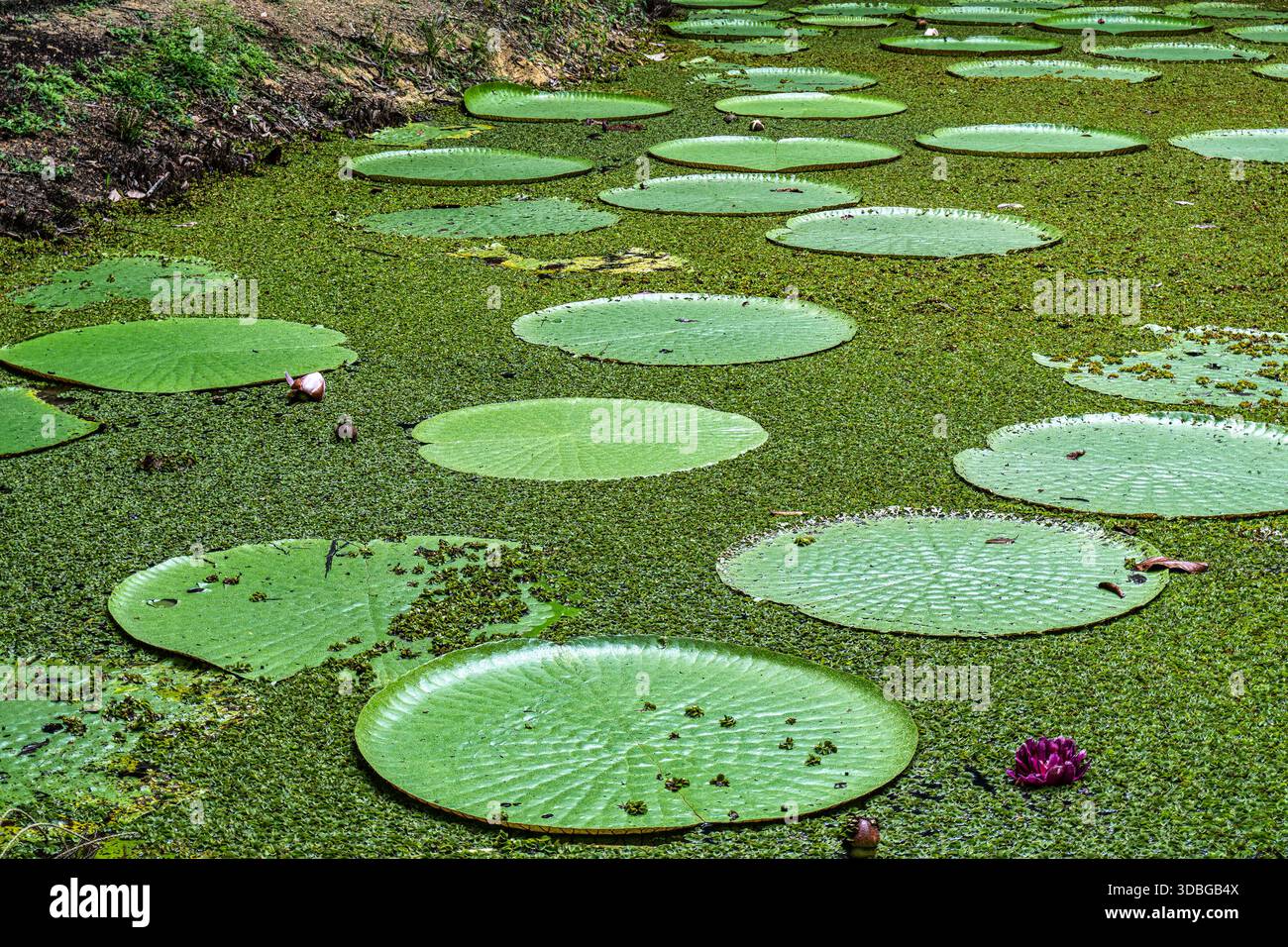 Victoria amazonica flower at Museu da Amazonia, MUSA in Manaus, Brazil ...