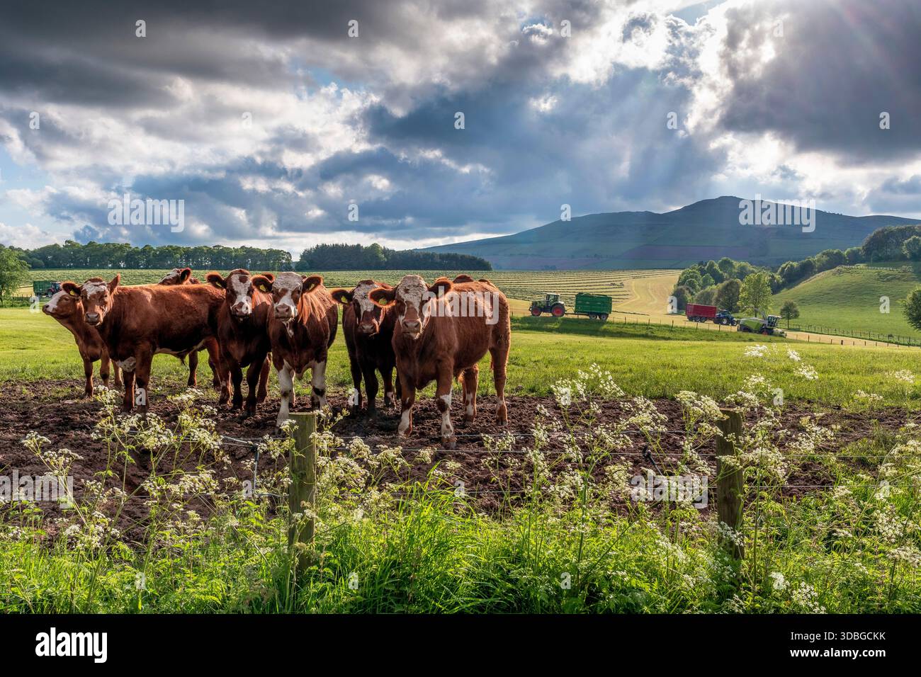 Beef cattle stand together hi-res stock photography and images - Alamy
