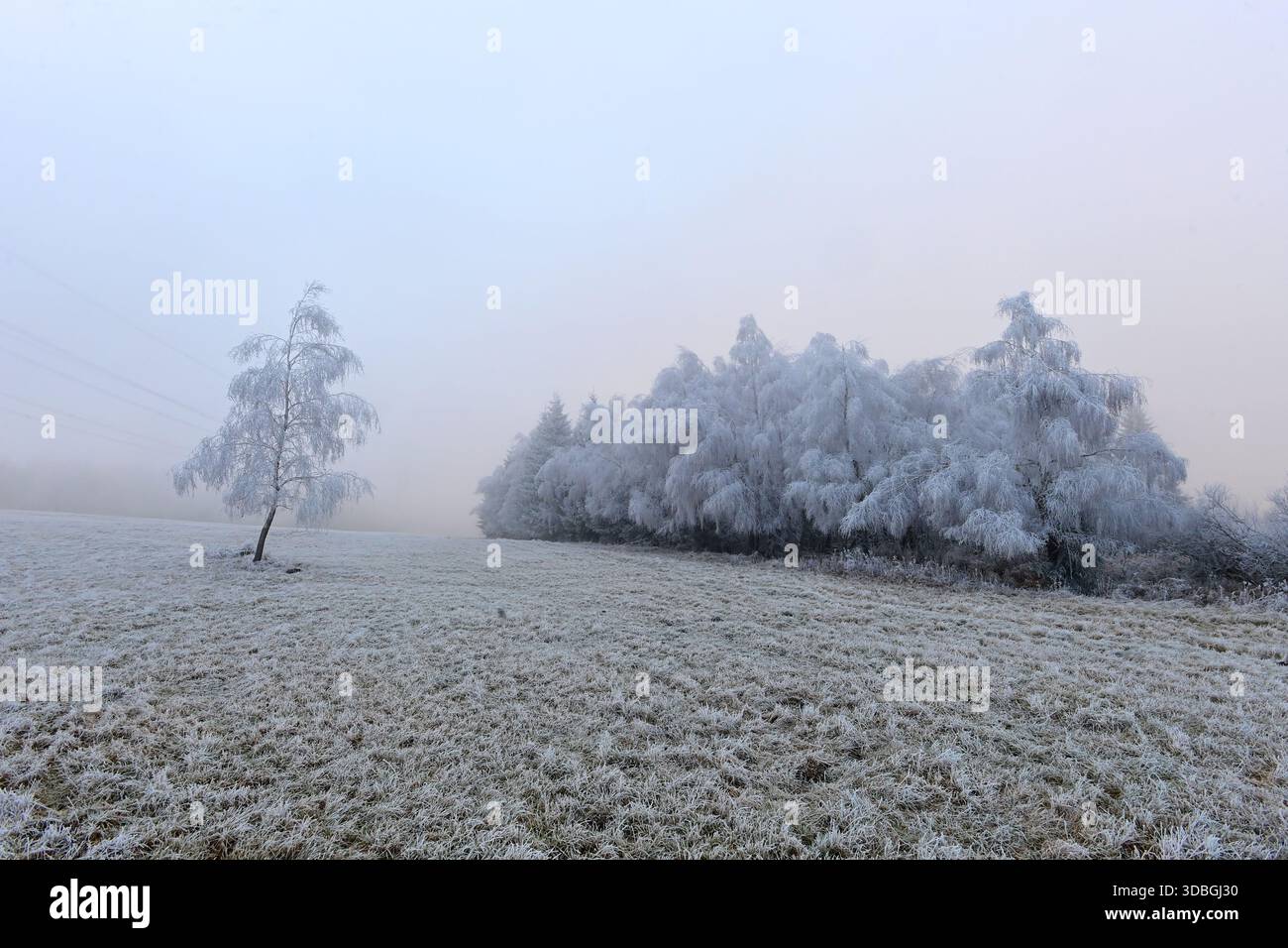 Freezing fog in Krizky, a national natural monument, near Prameny, Cheb ...