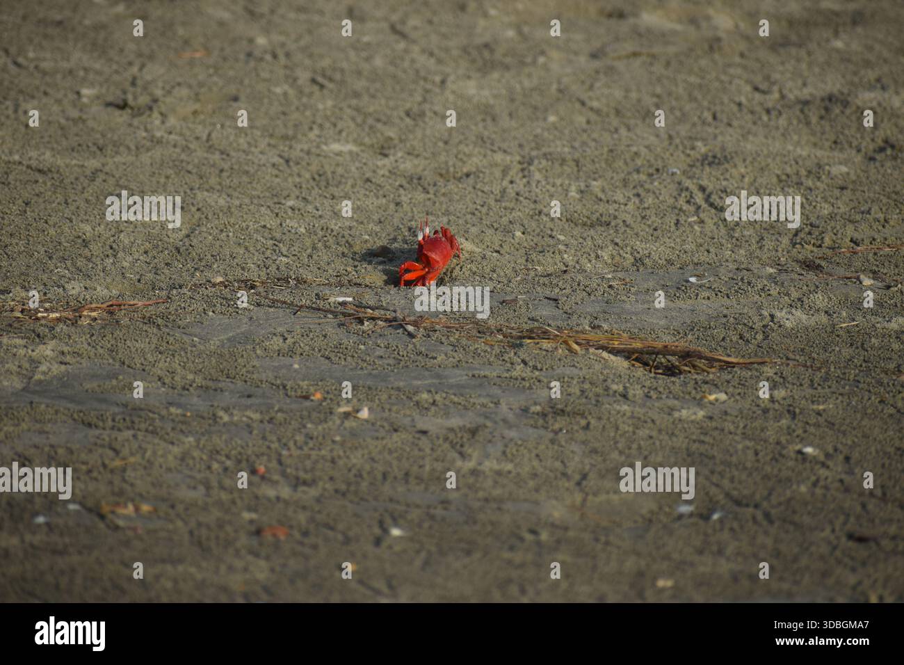 Red Crab – Vibrant Coastal Crustacean in Natural Habitat Stock Photo ...