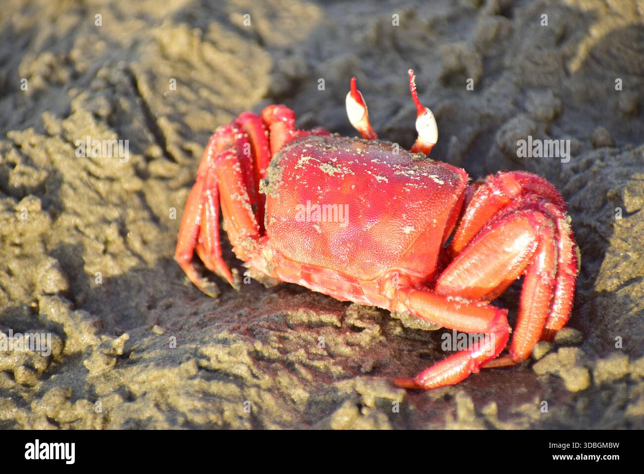 Red Crab – Vibrant Coastal Crustacean in Natural Habitat Stock Photo ...
