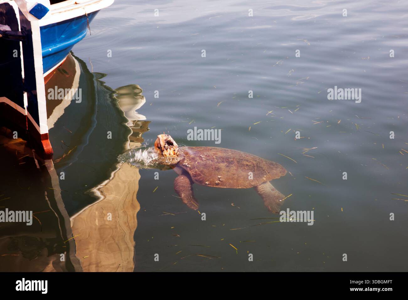 Argostoli sea turtle hi-res stock photography and images - Alamy