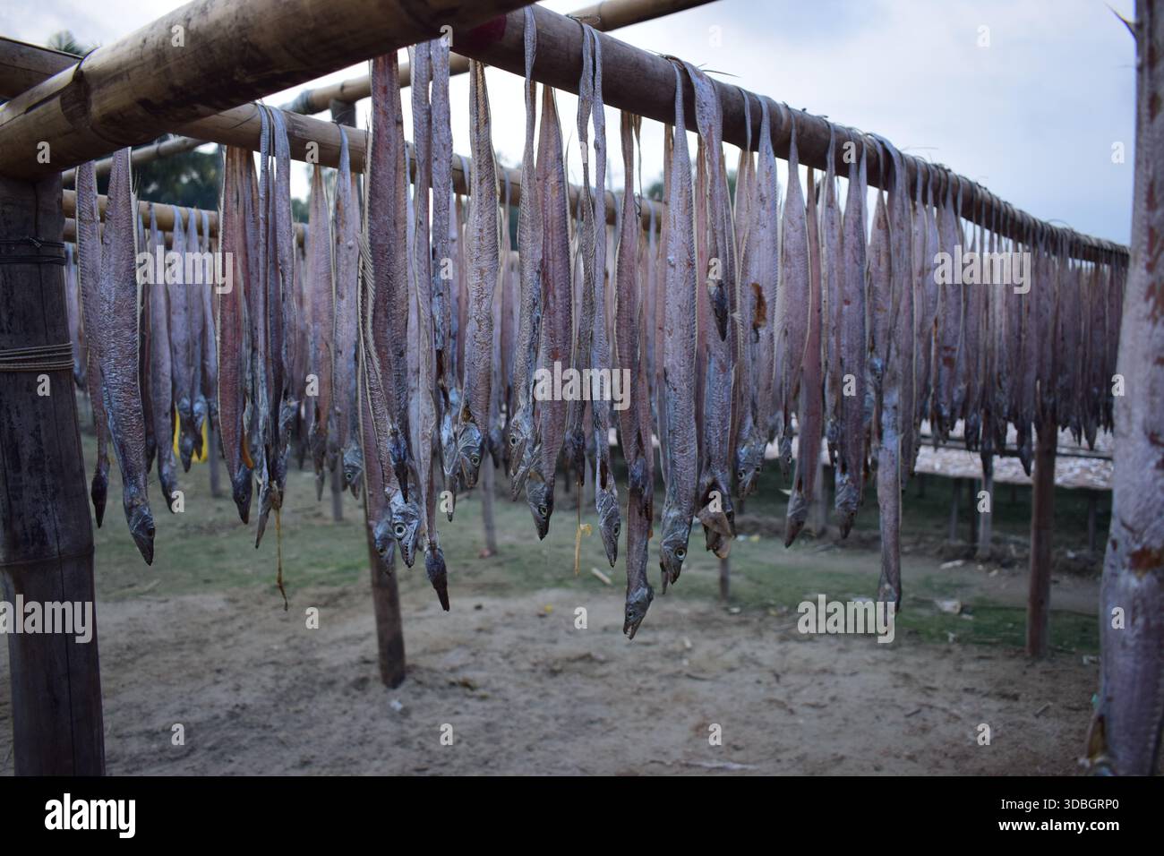 Solar dehydration process hi-res stock photography and images - Alamy