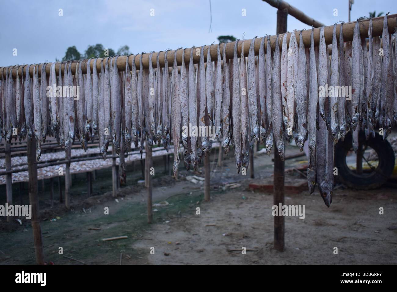 Drying fish in the yard hi-res stock photography and images - Alamy