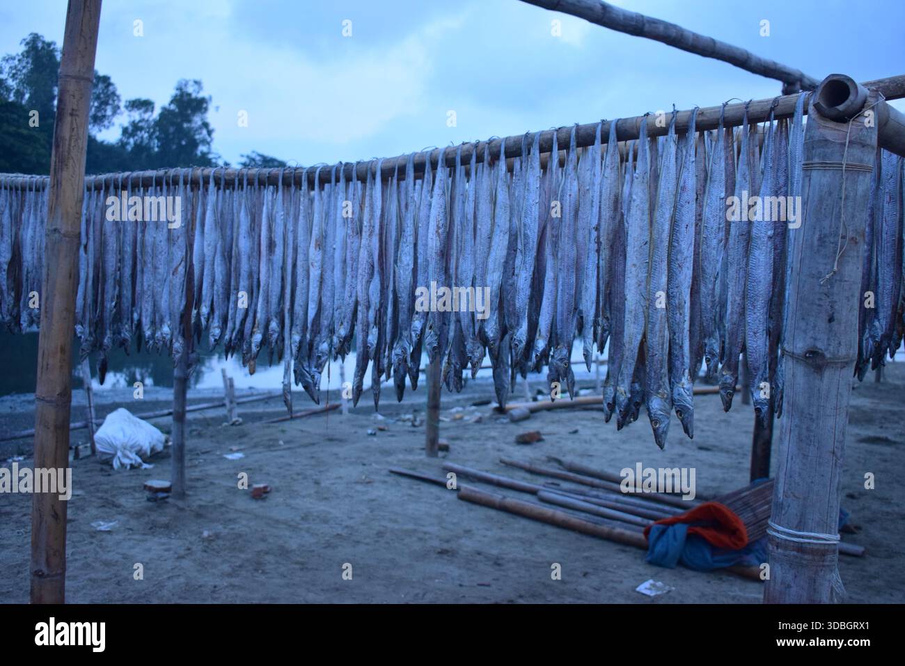 Sun-Dried Fish in Traditional Drying Yard Stock Photo - Alamy