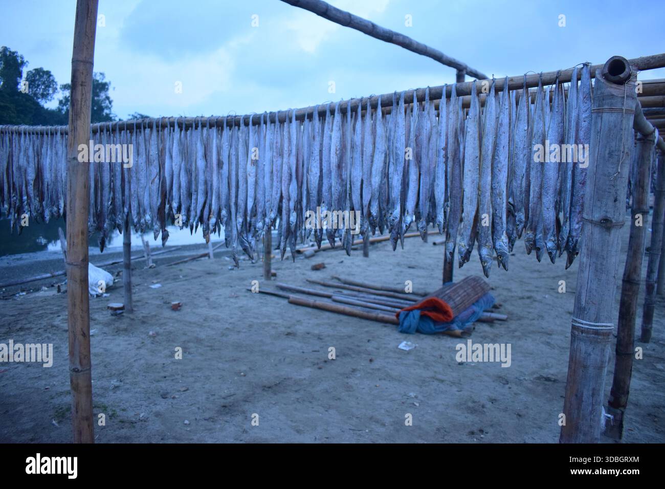 Dried fish drying under sun hi-res stock photography and images - Alamy