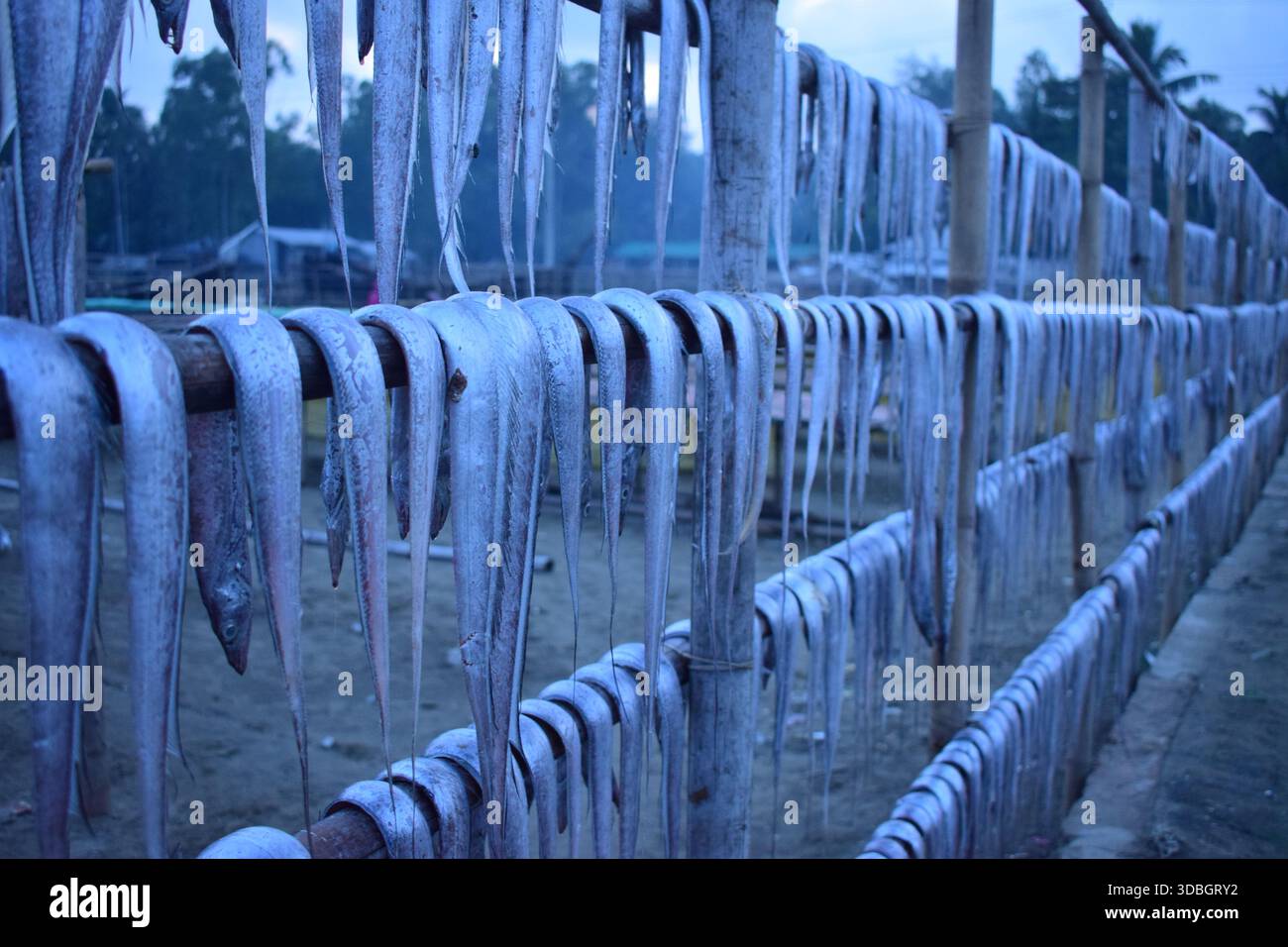 Sun-Dried Fish in Traditional Drying Yard Stock Photo - Alamy