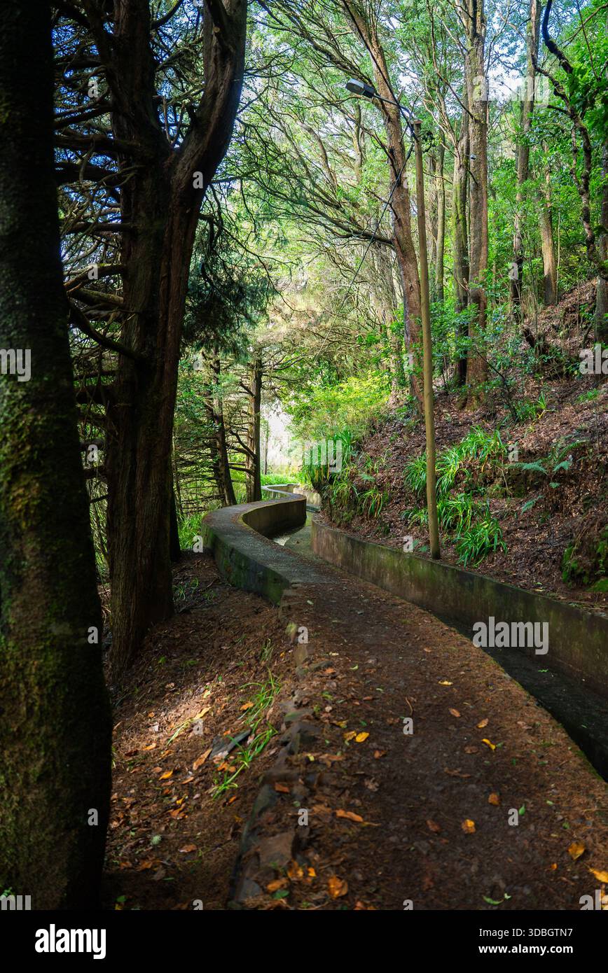 Shaded levada path with laurel and pine trees in Madeira, Funchal hills ...