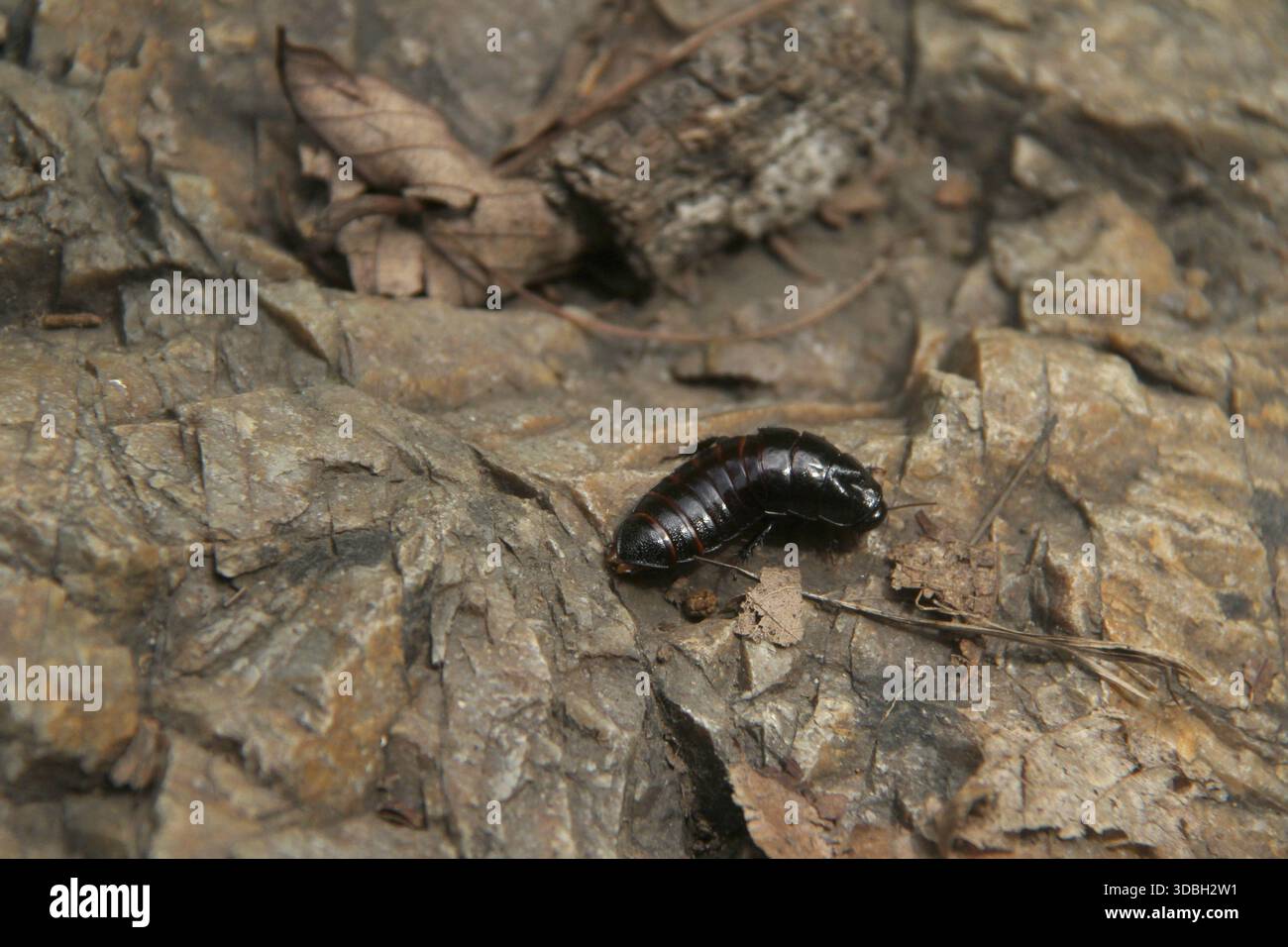 Eastern wood eating cockroach hi-res stock photography and images - Alamy