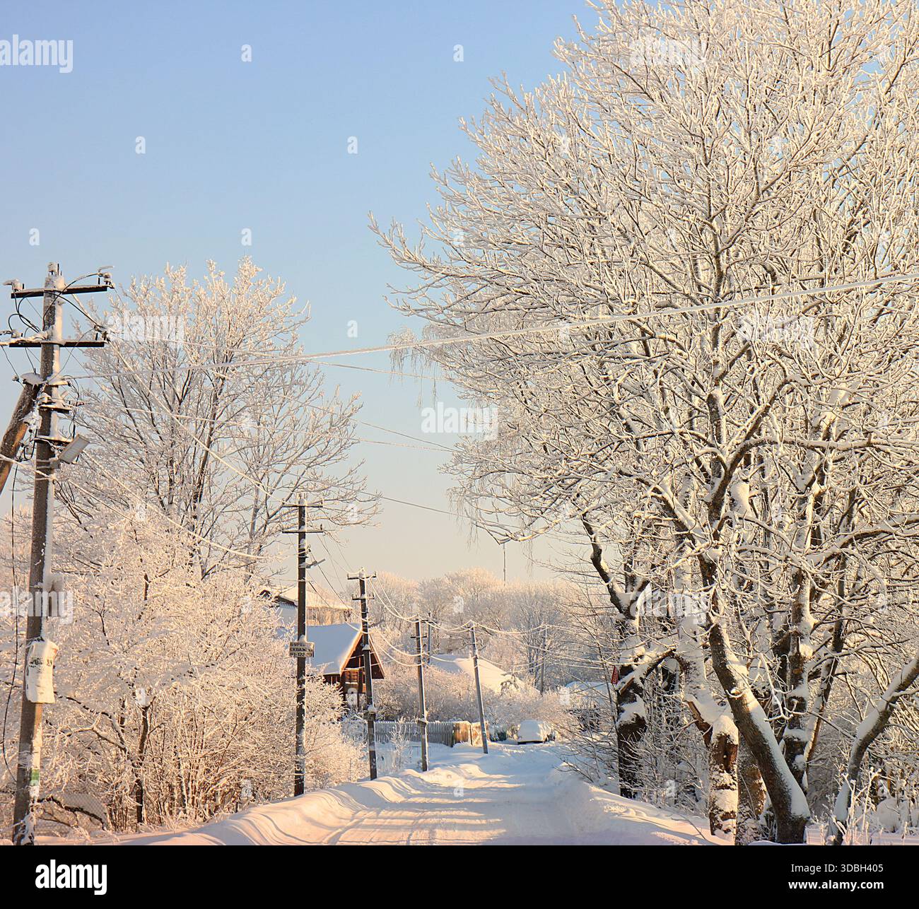 Wildlife in winter, Christmas background. After a snowfall, tree ...