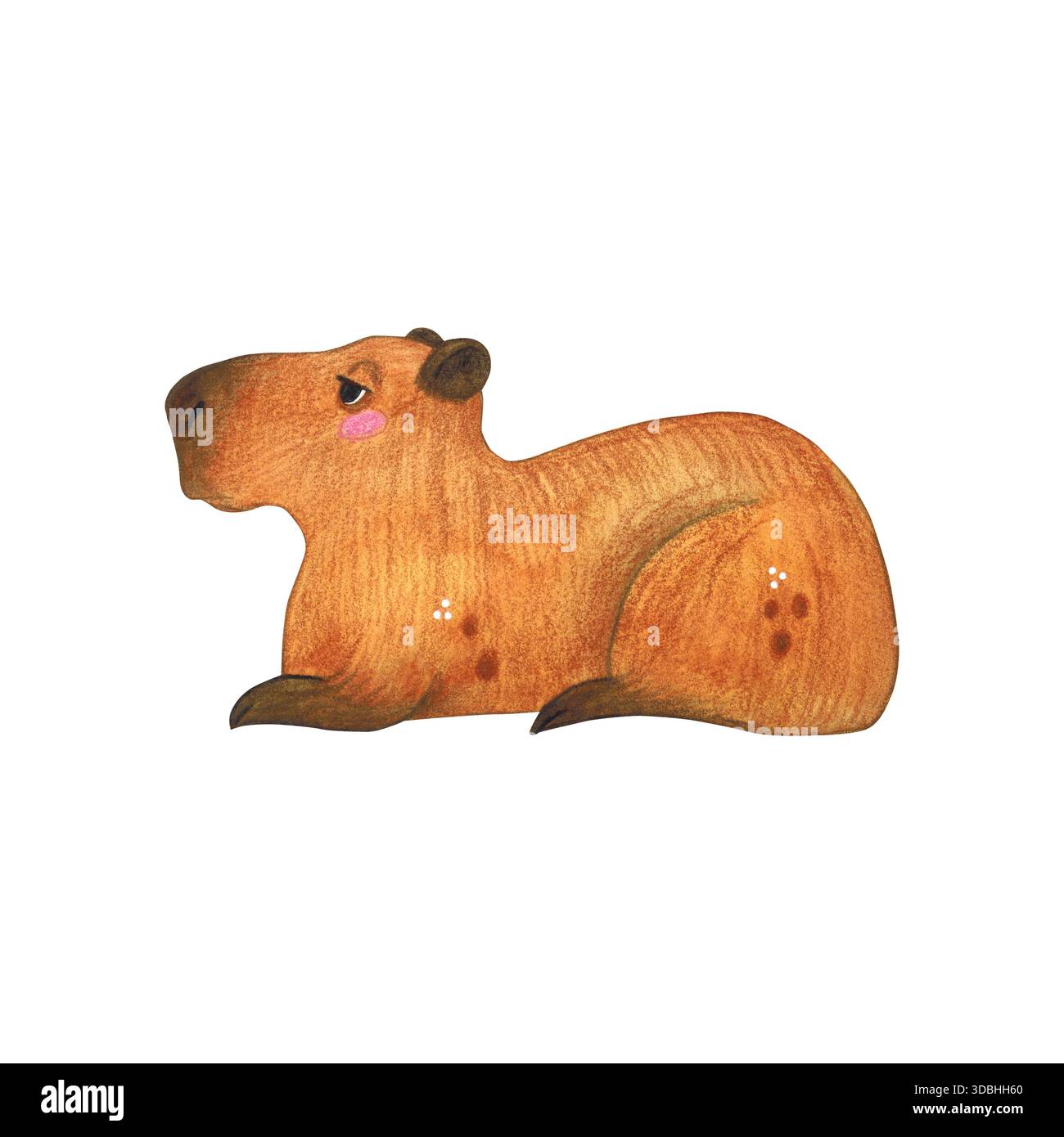 Capybara lying. Watercolor illustration hand drawn cartoon. Drawing for ...