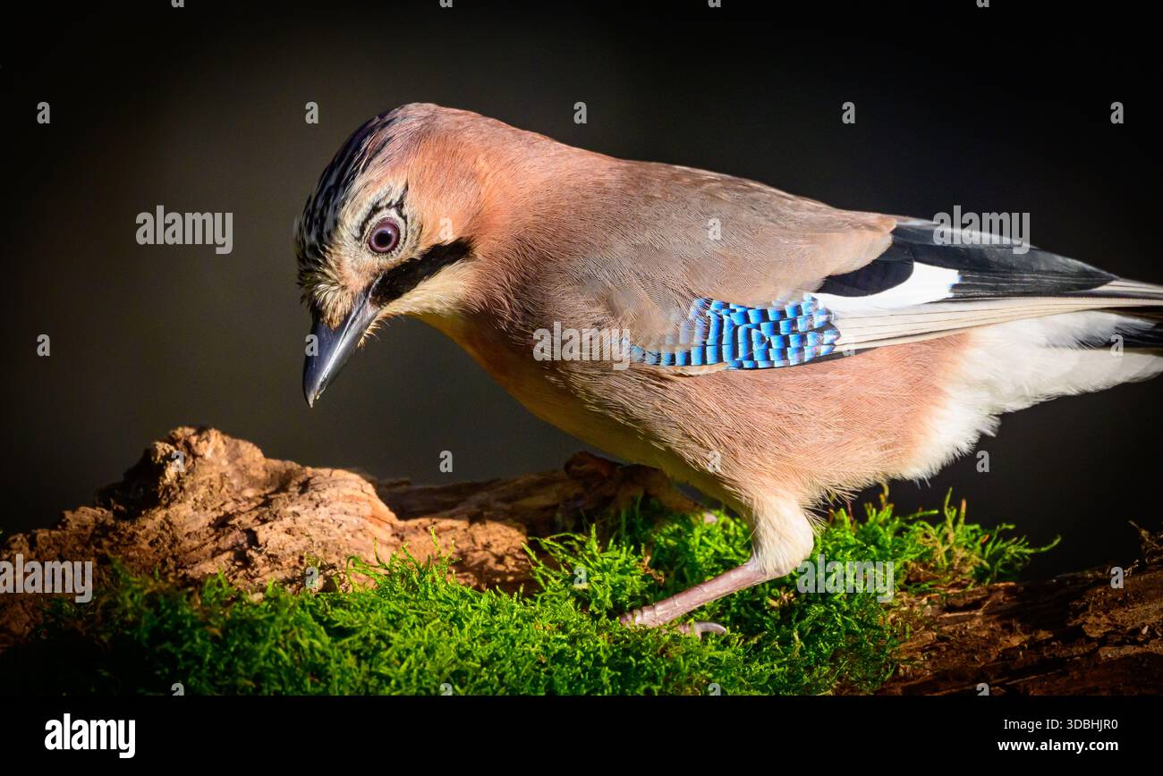 16 December 2025, Brandenburg, Sieversdorf: A jay (Garrulus glandarius ...