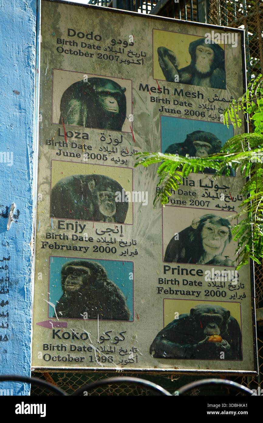 Weathered chimpanzee information sign at Giza Zoo, Cairo, Egypt, before ...
