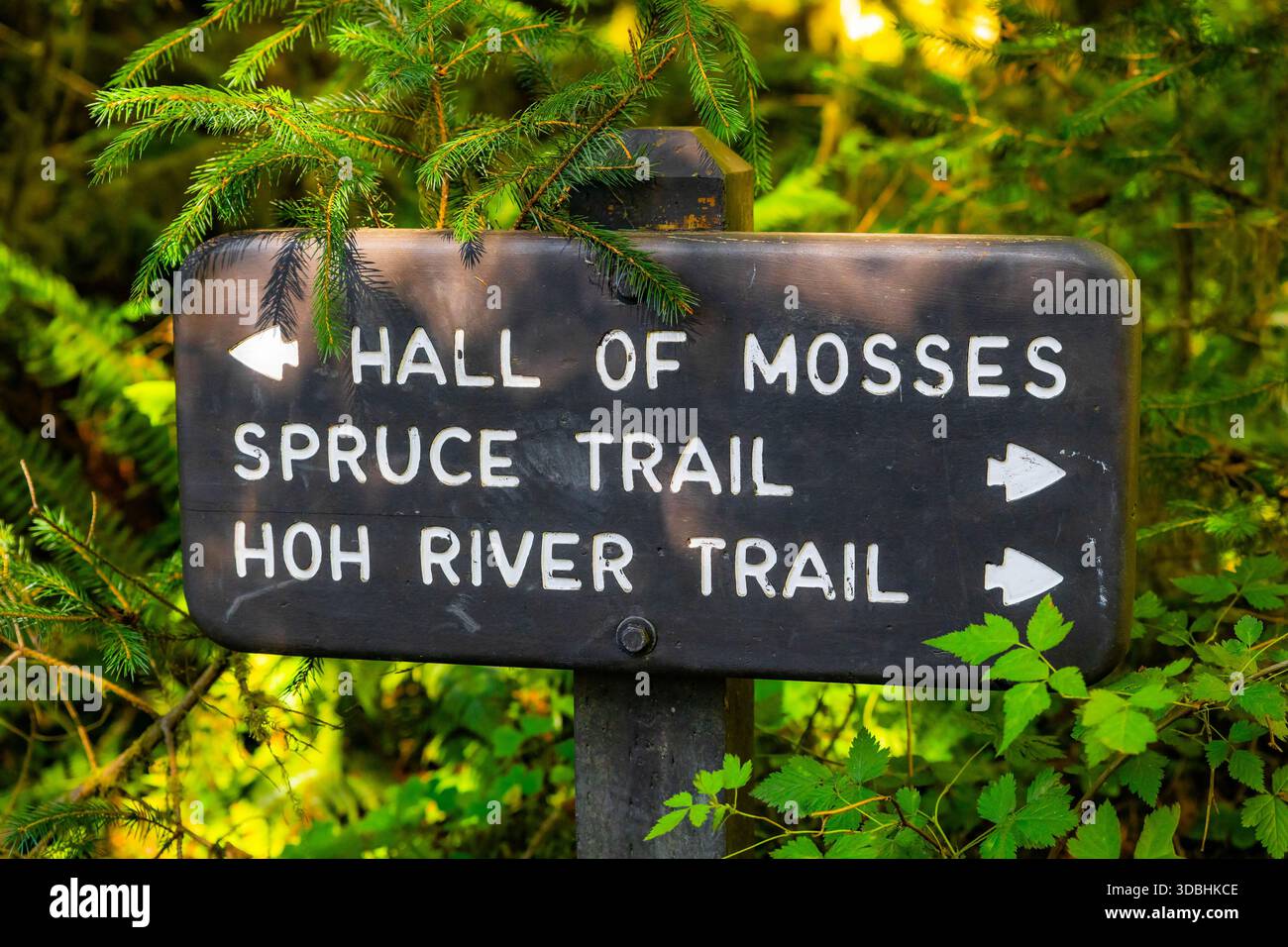A detailed, close-up view captures the Hall of Mosses Trail direction ...