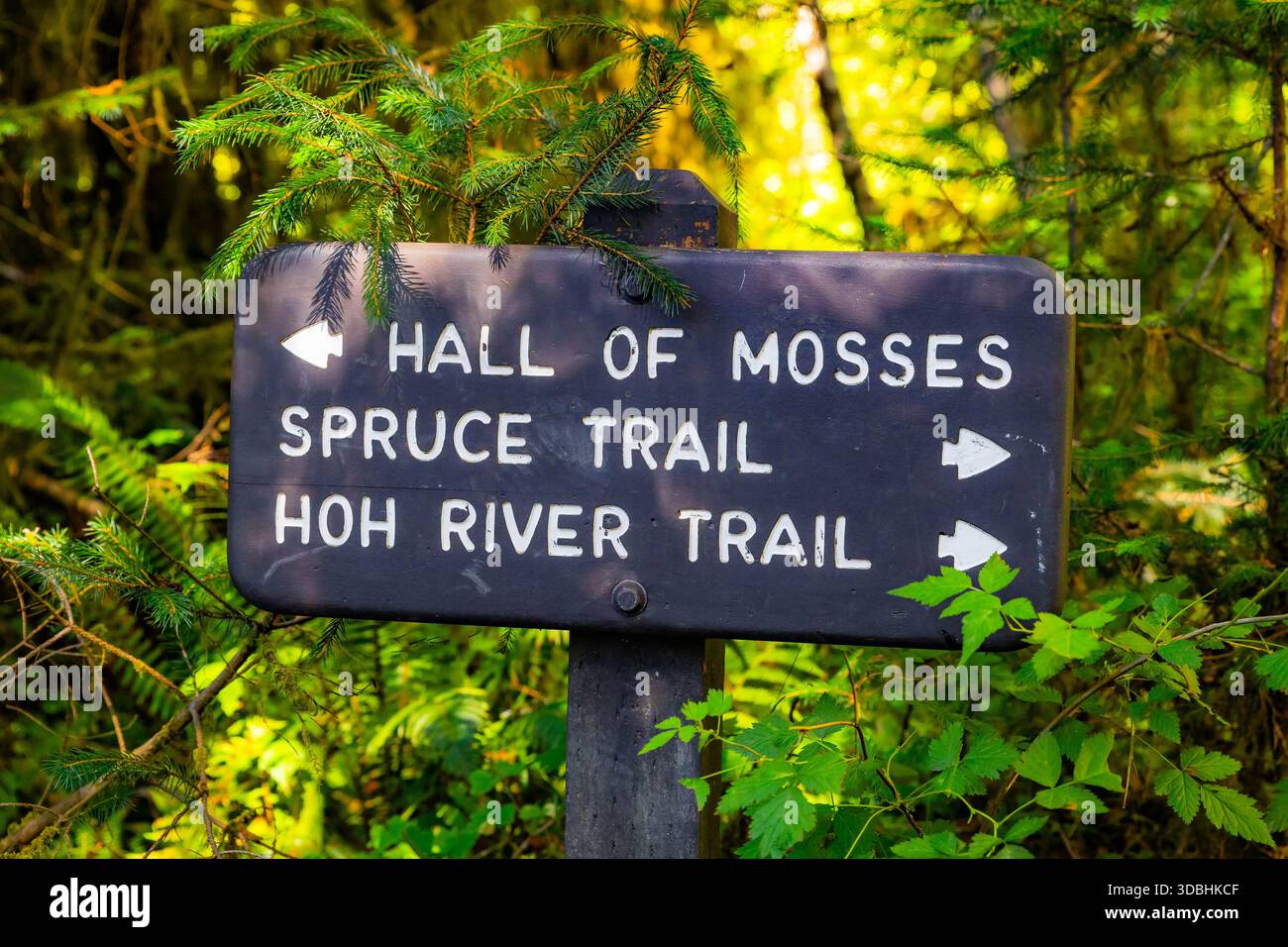 A detailed, close-up view captures the Hall of Mosses Trail direction ...