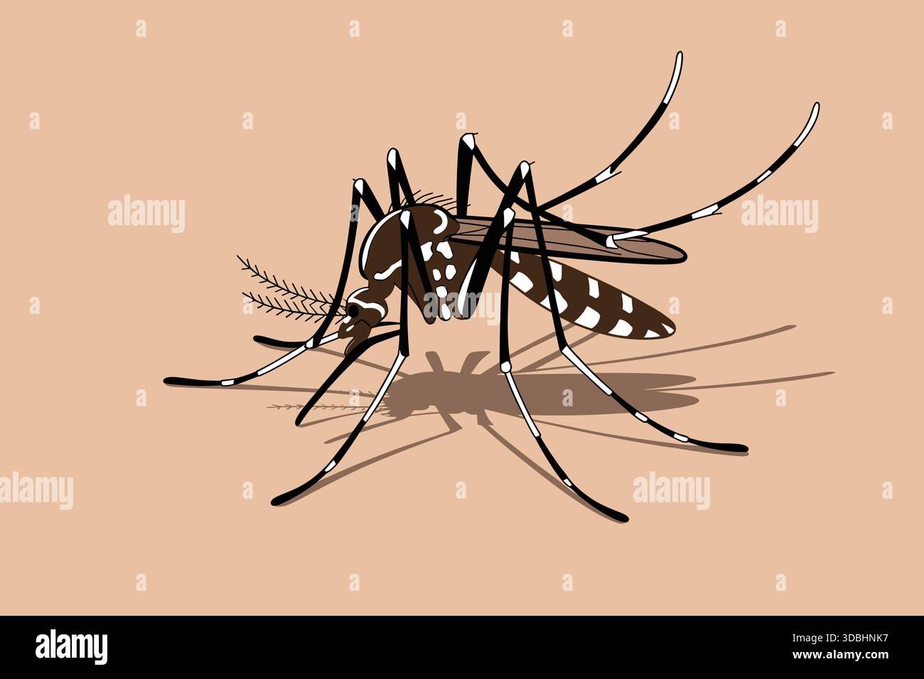 Insect anatomy vector vectors hi-res stock photography and images - Alamy