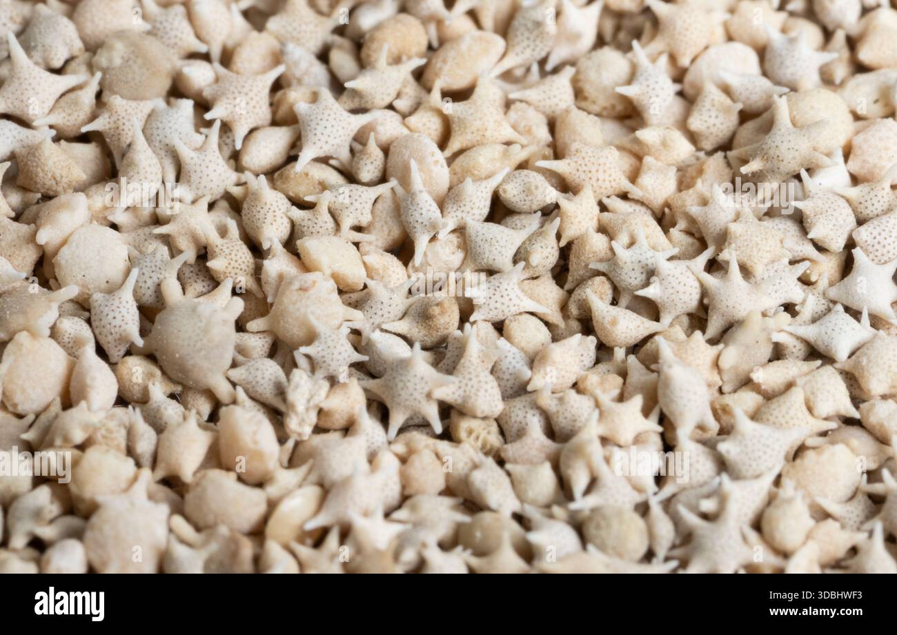 Star sand, hoshizuna, living sand, star-shaped skeletal remains, marine ...