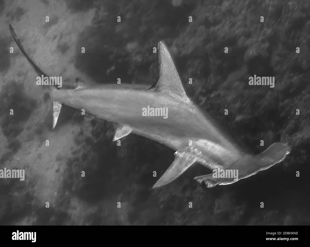 Fish swimming in one Black and White Stock Photos & Images - Alamy