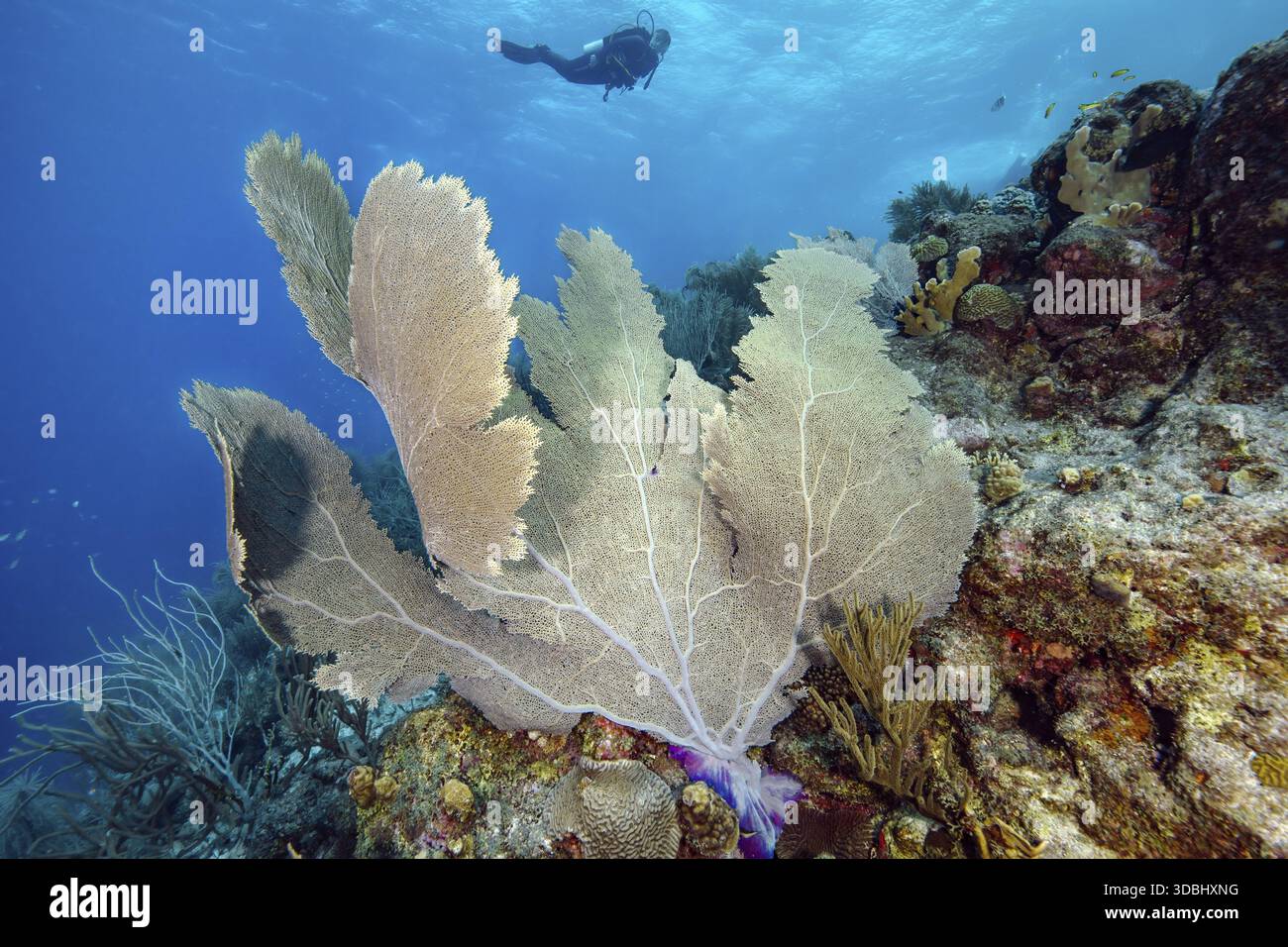 Large fan coral (Gorgonia flabellum) horn coral in Caribbean coral reef ...
