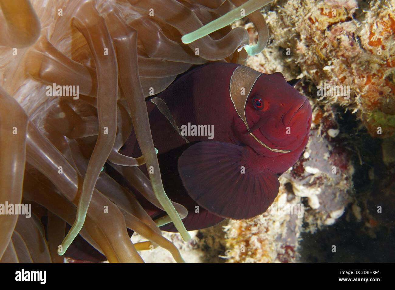 Red fish, velvet anemonefish, spiny anemonefish (Amphiprion biaculeatus ...