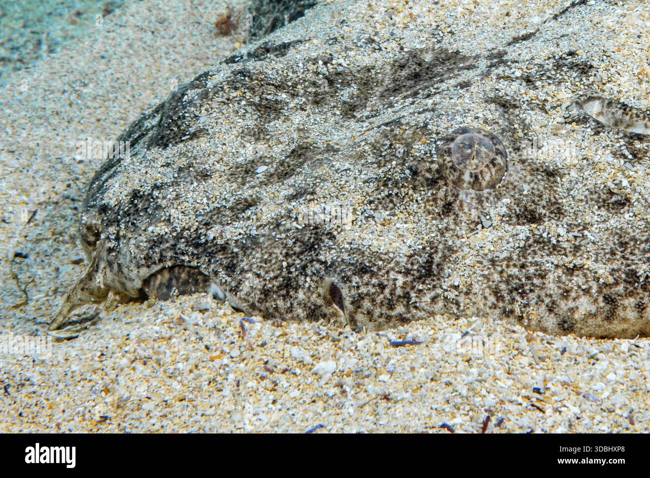 Underwater photo Close-up of head and clearly visible eye of Common ...