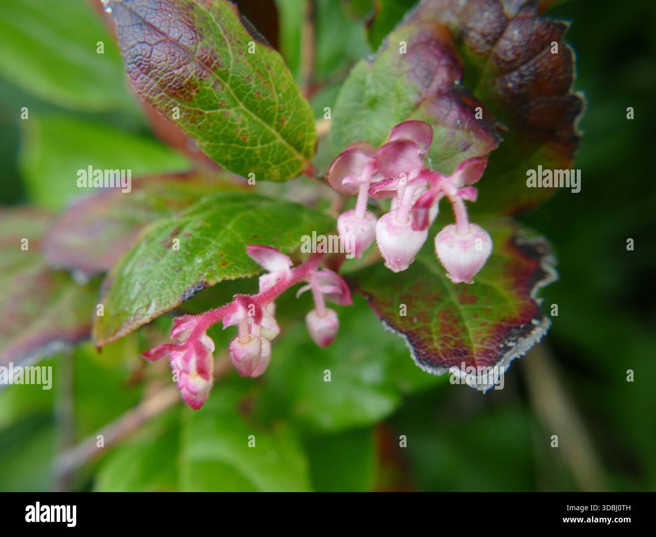 Evergreen huckleberry flower hi-res stock photography and images - Alamy