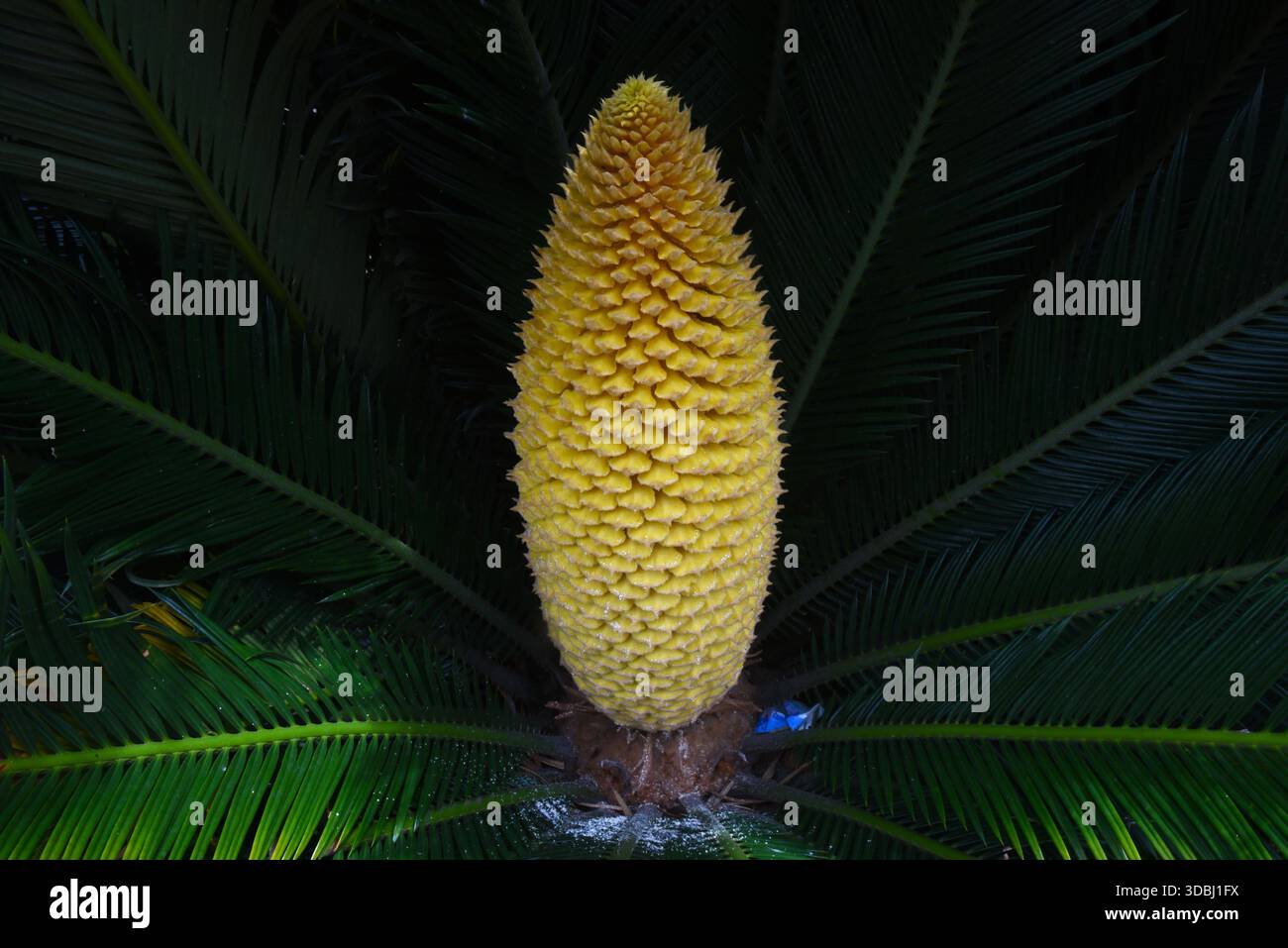 Cycad flowers. Cycadaceae dioecious shrub. The flowering season is ...